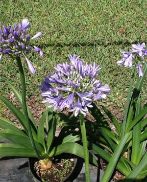 Calathea ornata | PlantVine