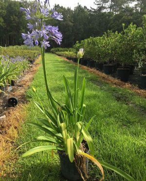 Calathea ornata | PlantVine