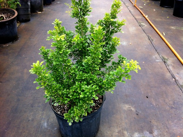 Aglaia odorata, Chinese Perfume Tree | PlantVine