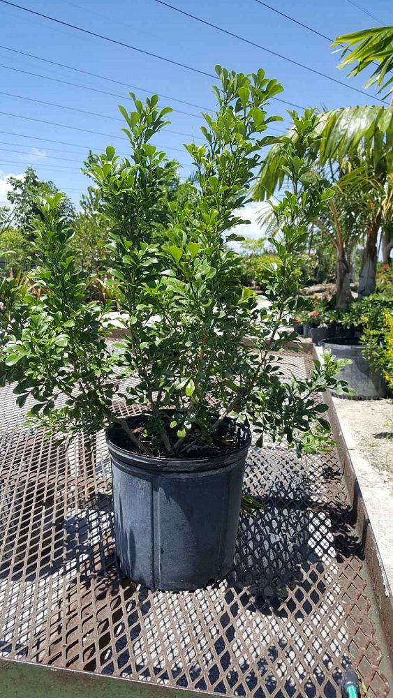 Aglaia odorata, Chinese Perfume Tree | PlantVine