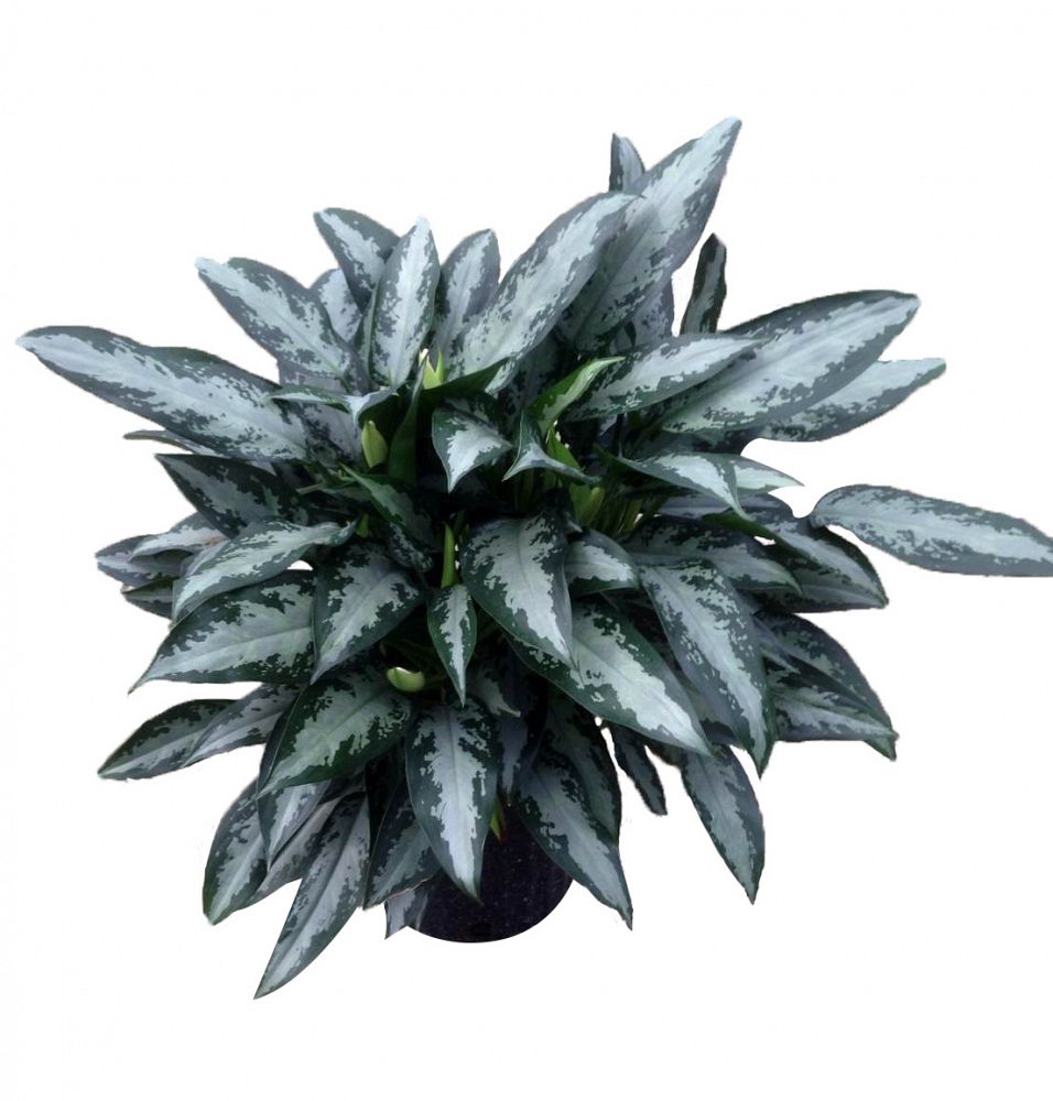 Aglaonema 'Jubilee' | PlantVine