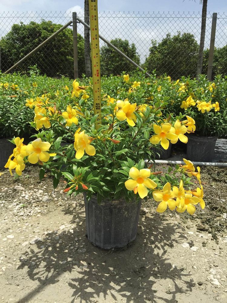 Allamanda cathartica, Brown Bud Allamanda, Yellow Allamanda, Golden ...