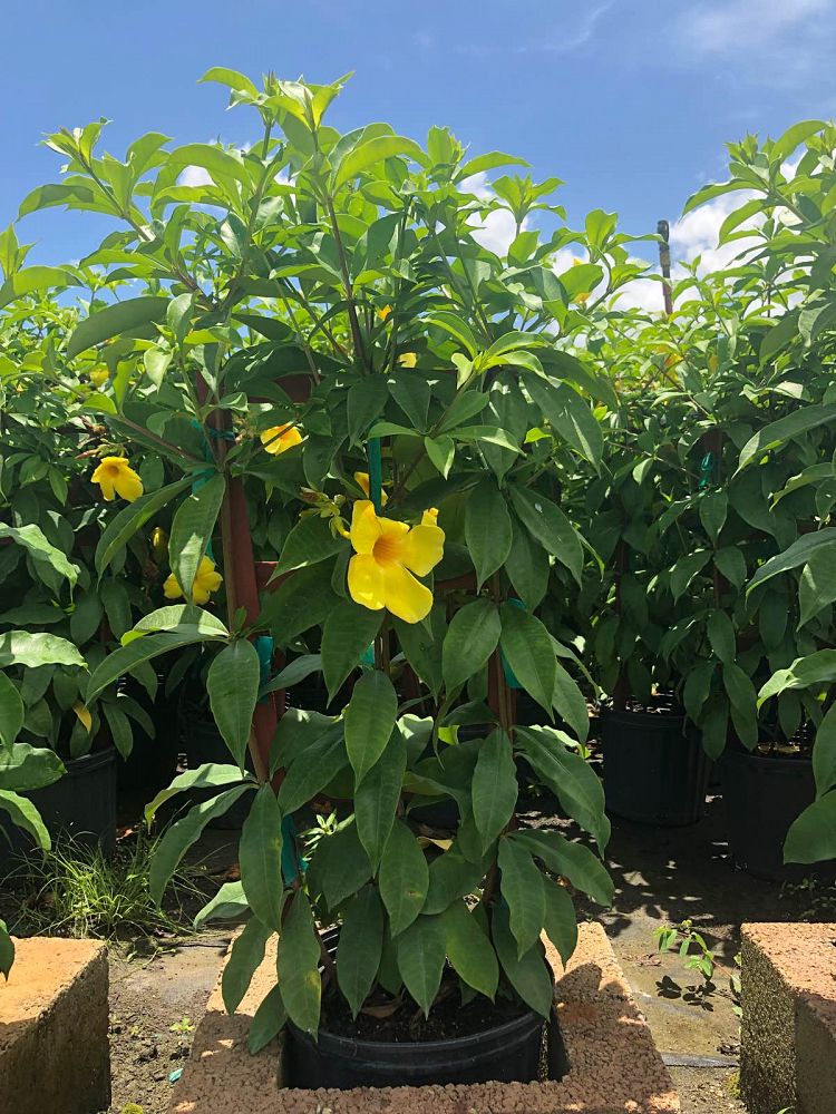 Buy Allamanda cathartica, Brown Bud Allamanda, Yellow Allamanda, Golden ...