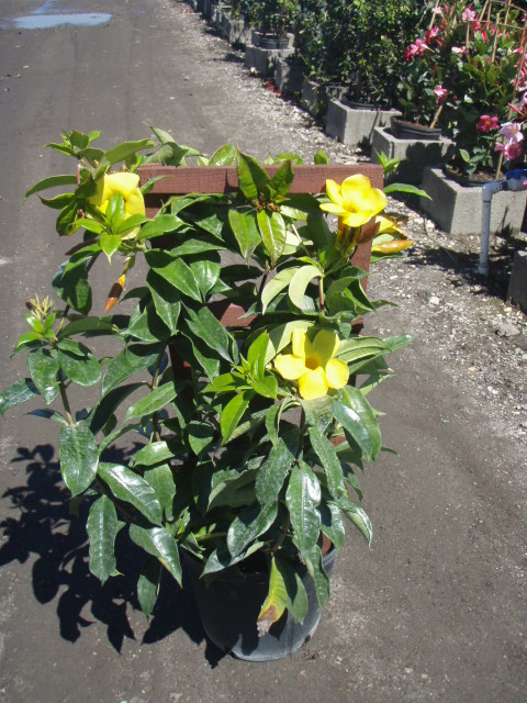Allamanda cathartica, Brown Bud Allamanda, Yellow Allamanda, Golden ...
