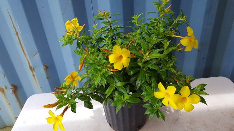 Allamanda compacta, Dwarf Allamanda | PlantVine