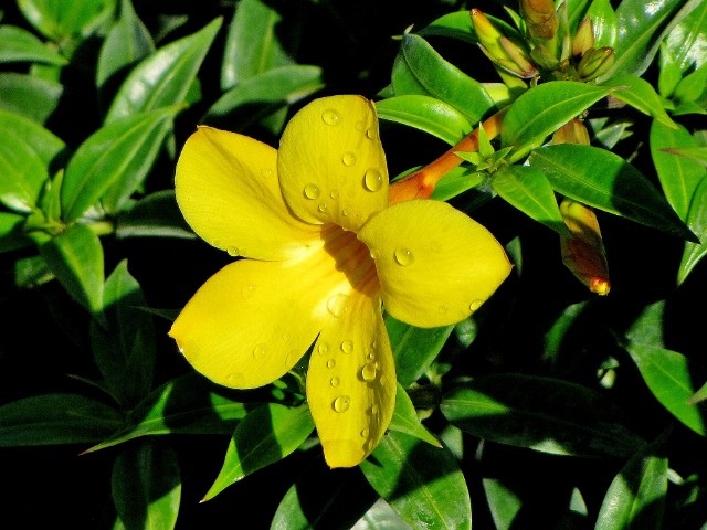 Allamanda compacta, Dwarf Allamanda | PlantVine