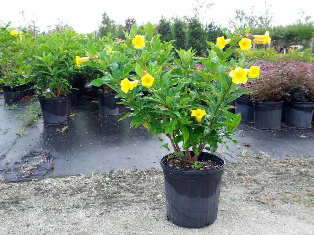 Allamanda schottii, Bush Allamanda | PlantVine