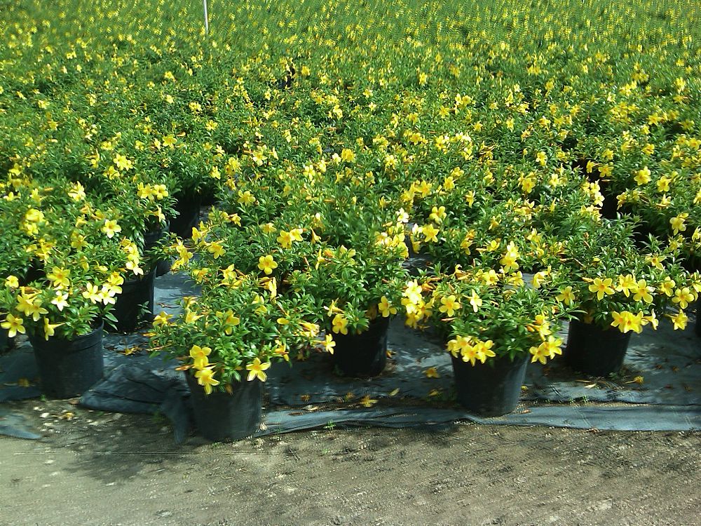 Allamanda schottii, Bush Allamanda | PlantVine