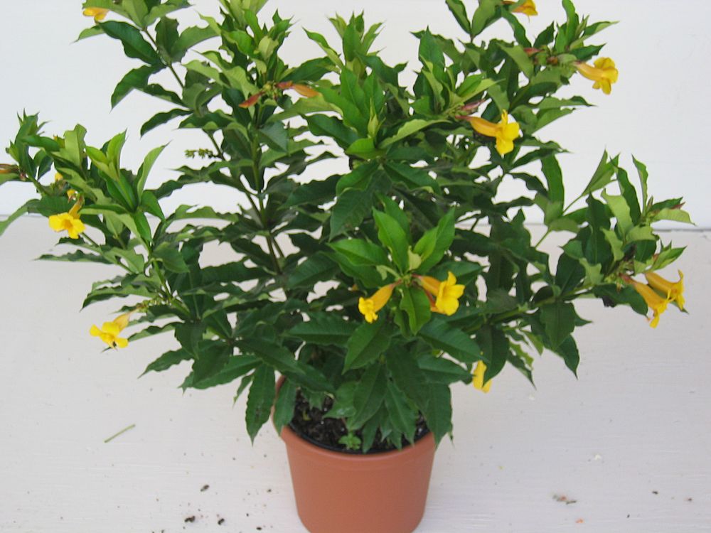 Allamanda schottii, Bush Allamanda | PlantVine