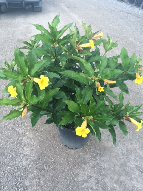 Allamanda schottii, Bush Allamanda | PlantVine