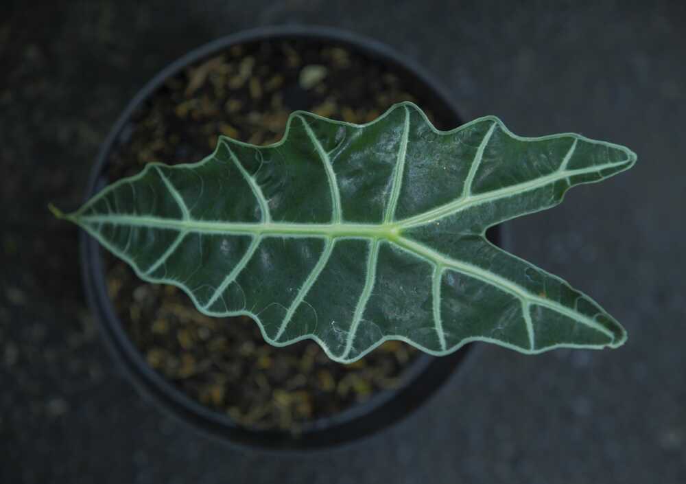 Alocasia (Elephant Ear) Care Guide | PlantVine