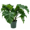 Buy Alocasia 'Low Rider', Elephant Ear | Free Shipping over $100