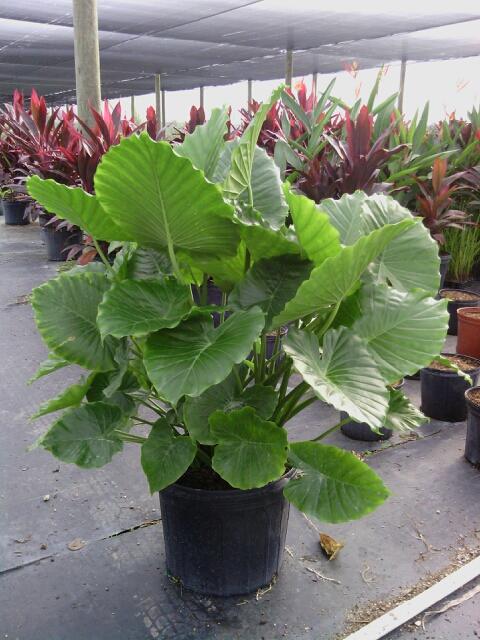 Alocasia odora 'California', Elephant Ear | PlantVine