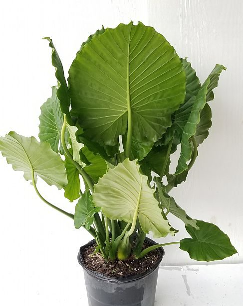 Alocasia odora 'California', Elephant Ear | PlantVine