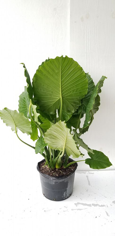 Alocasia odora 'California', Elephant Ear | PlantVine