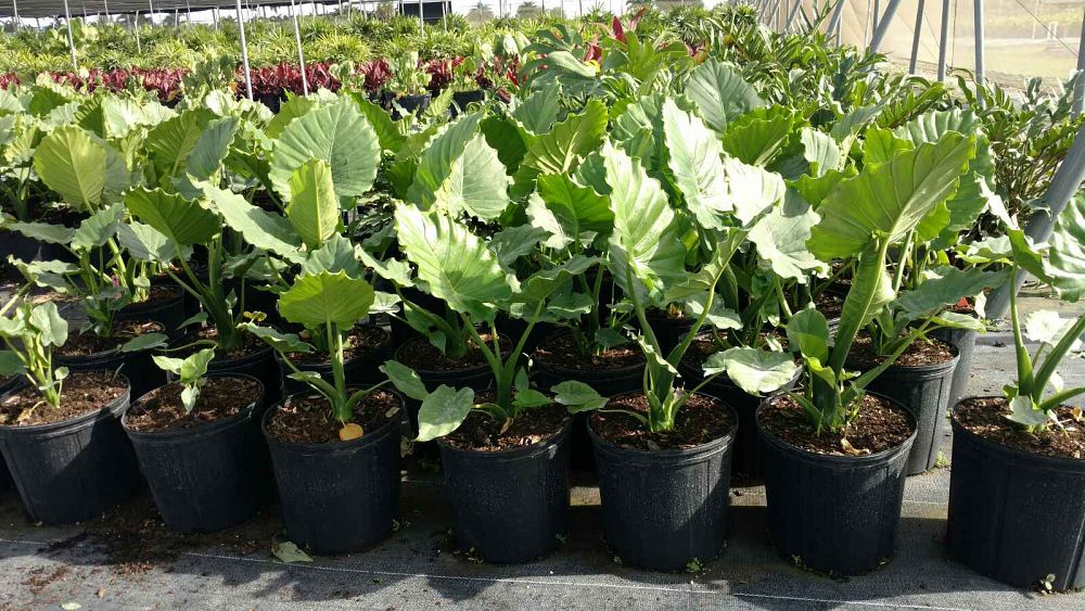 Alocasia odora 'California', Elephant Ear | PlantVine
