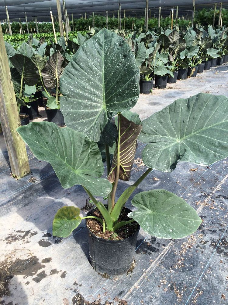 Alocasia 'Regal Shields', Elephant Ear | PlantVine