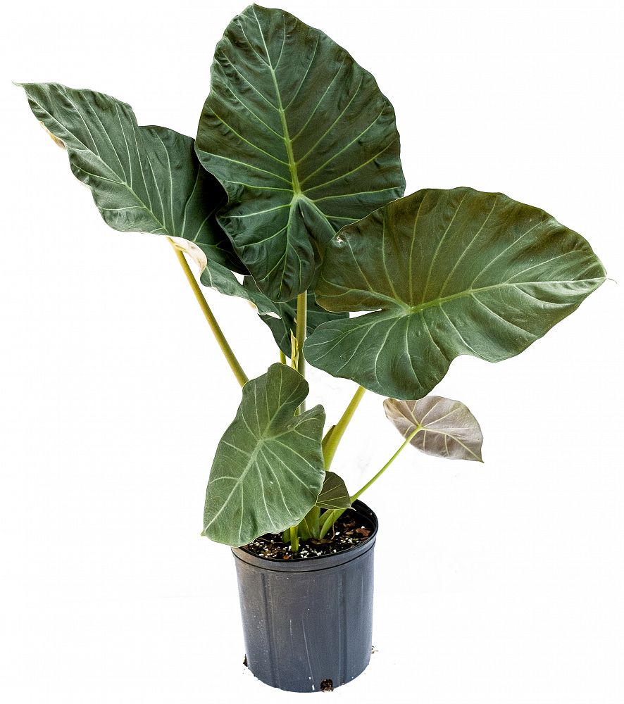 alocasia-regal-shields-elephant-ear-plantvine