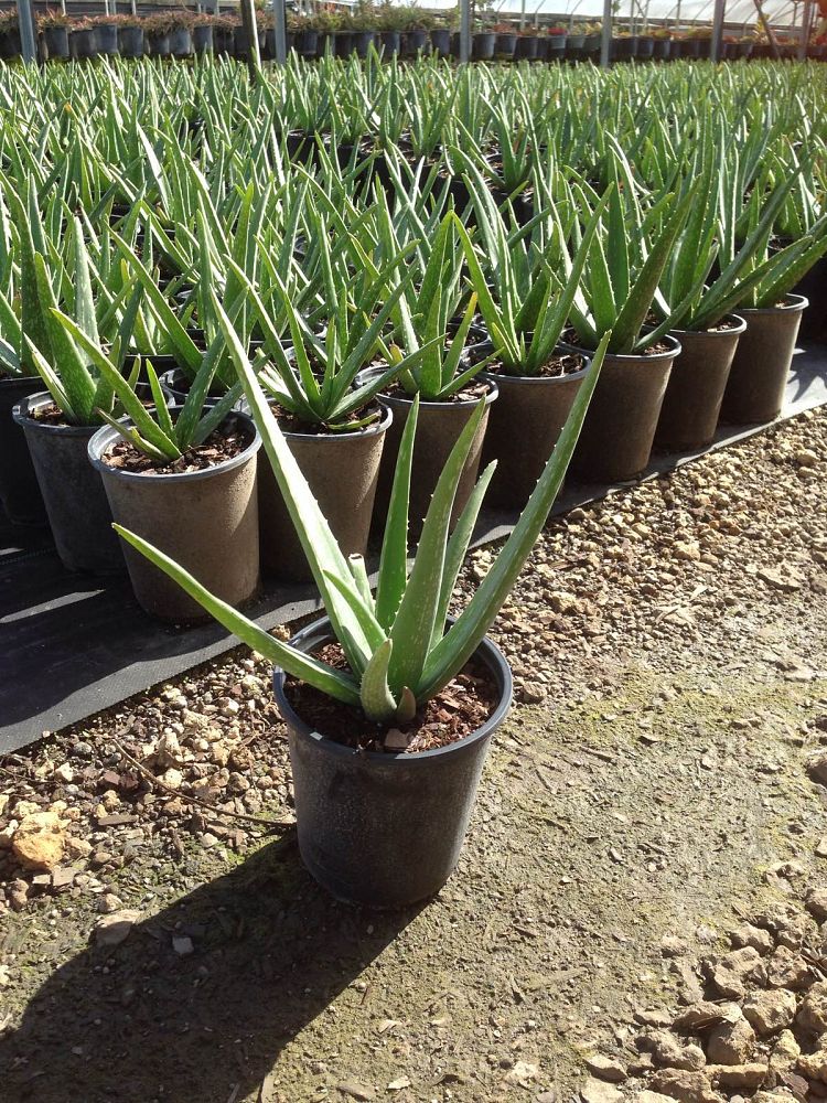 Aloe vera, Medicinal Aloe | PlantVine