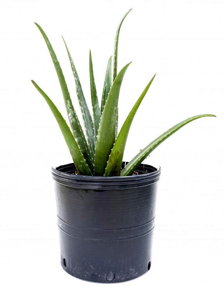 Aloe vera, Medicinal Aloe | PlantVine