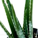 Aloe vera, Medicinal Aloe | PlantVine