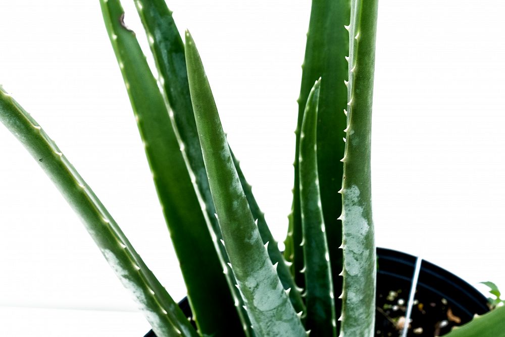 Aloe vera, Medicinal Aloe | PlantVine