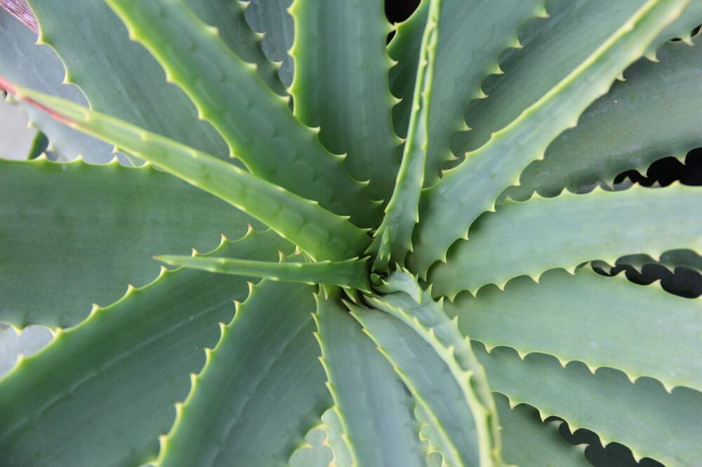 Houseplants That Thrive in High Temperatures | PlantVine