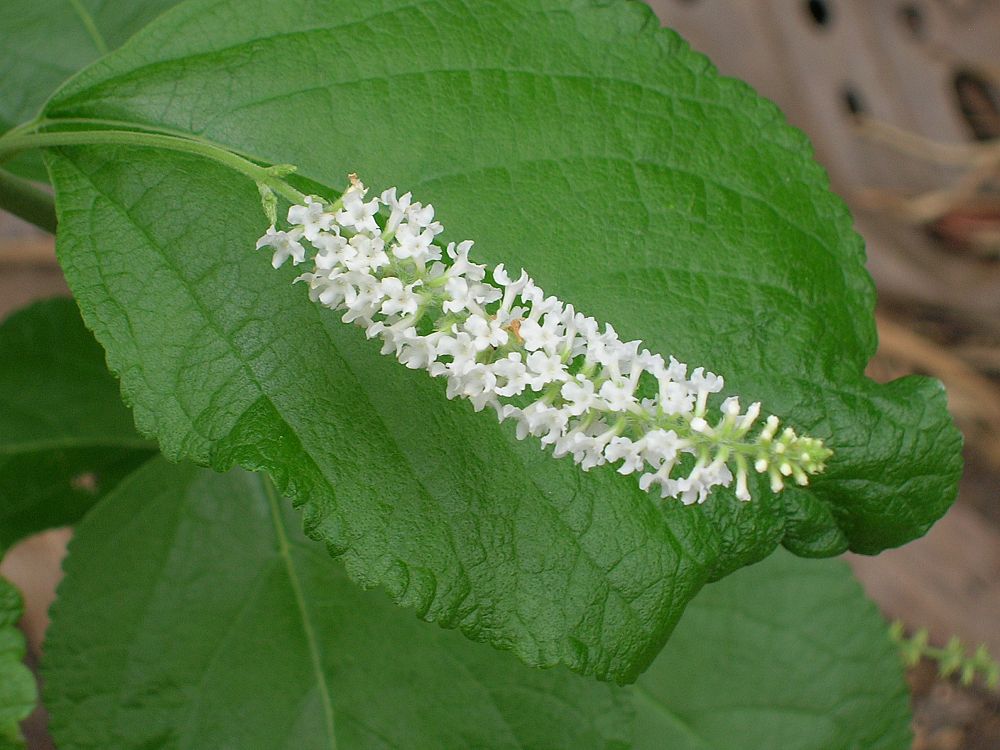 Aloysia virgata, Sweet Almond Verbena | PlantVine