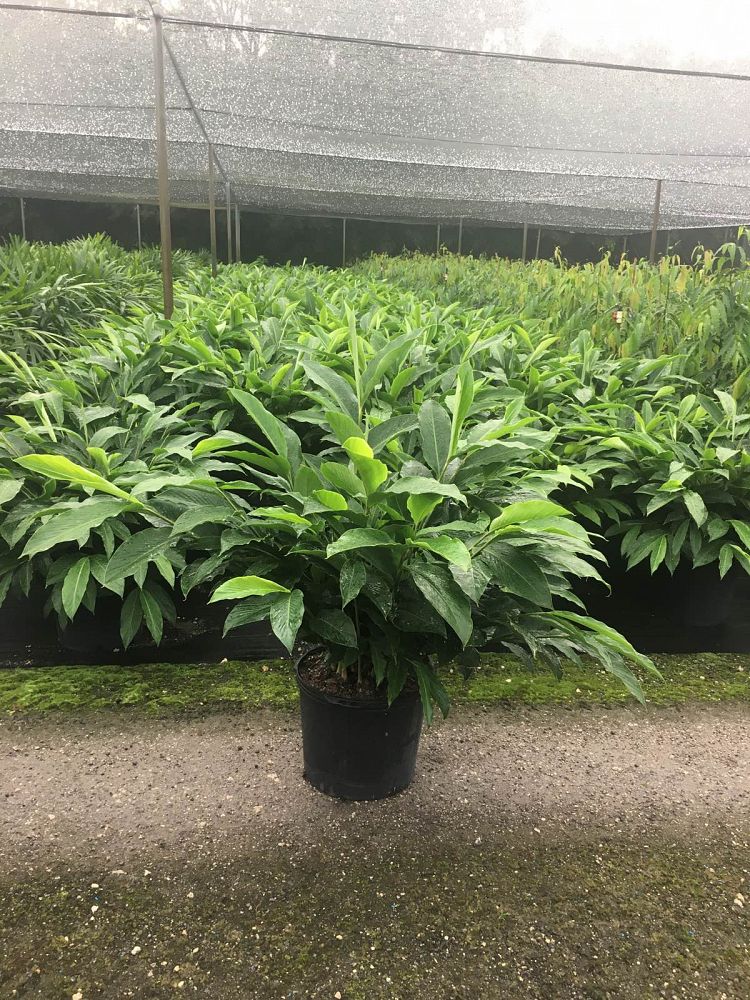 Alpinia purpurata, Red Ginger | PlantVine