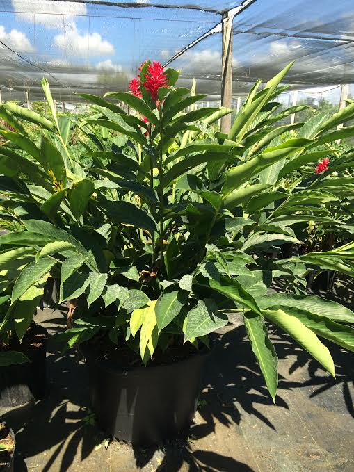 Alpinia purpurata, Red Ginger | PlantVine