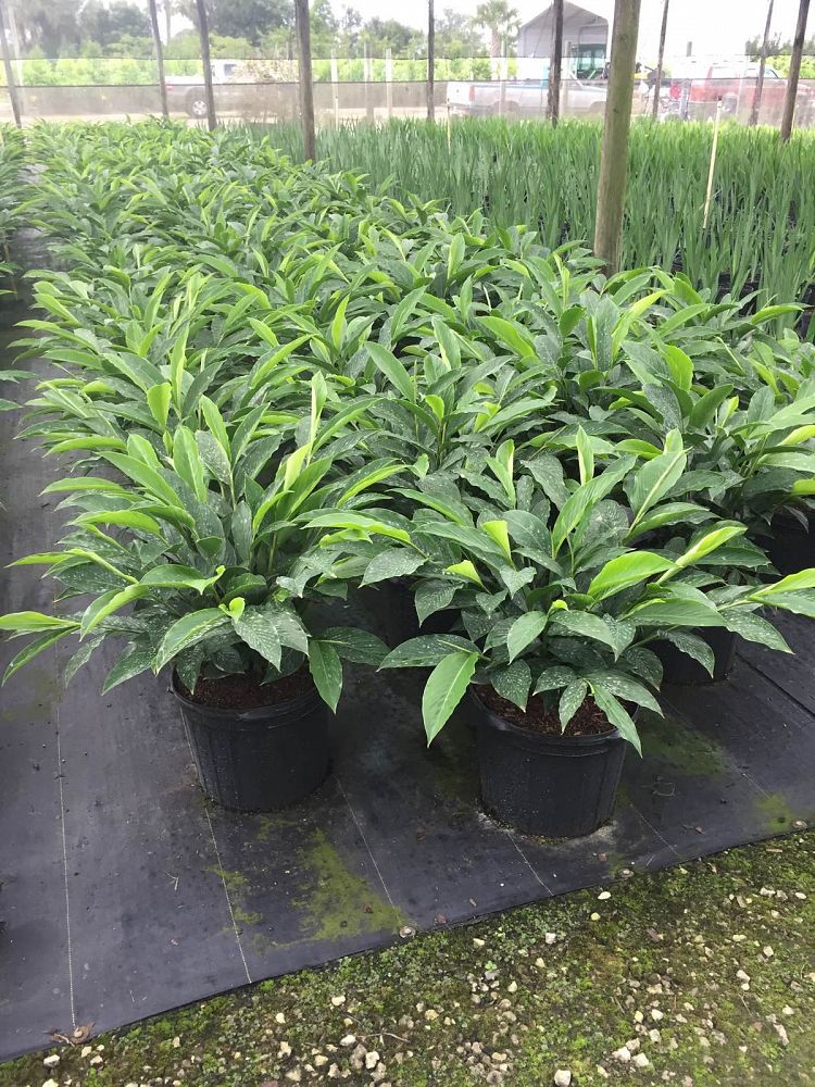 Alpinia purpurata, Red Ginger | PlantVine