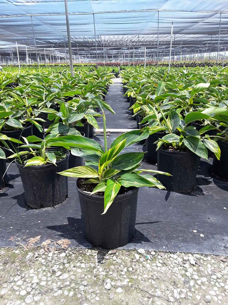 Alpinia zerumbet 'Variegata', Shell Ginger – Variegated | PlantVine