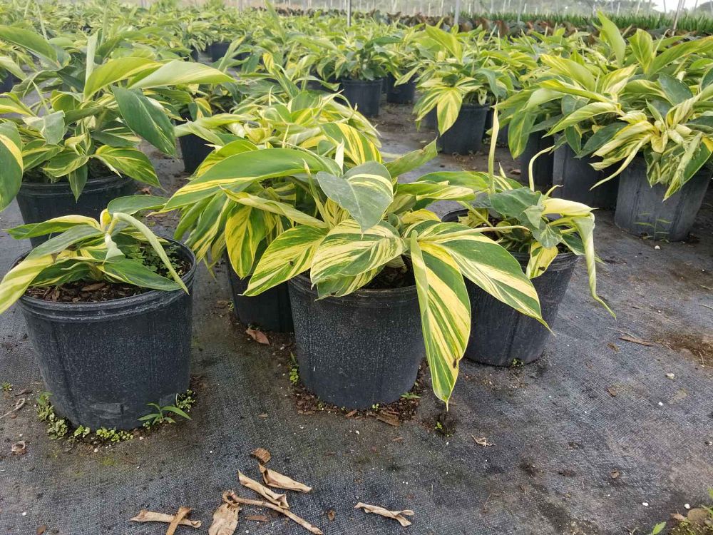 Alpinia zerumbet 'Variegata', Shell Ginger – Variegated | PlantVine