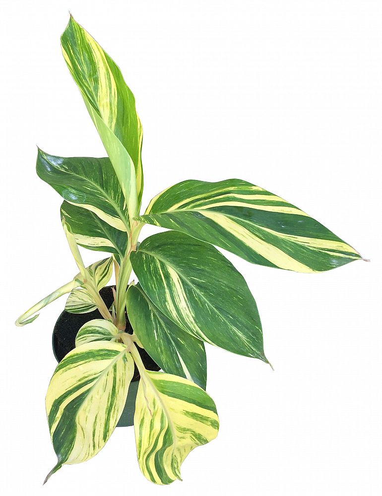 Alpinia zerumbet 'Variegata', Shell Ginger – Variegated | PlantVine