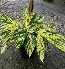 Alpinia zerumbet 'Variegata', Shell Ginger – Variegated | PlantVine