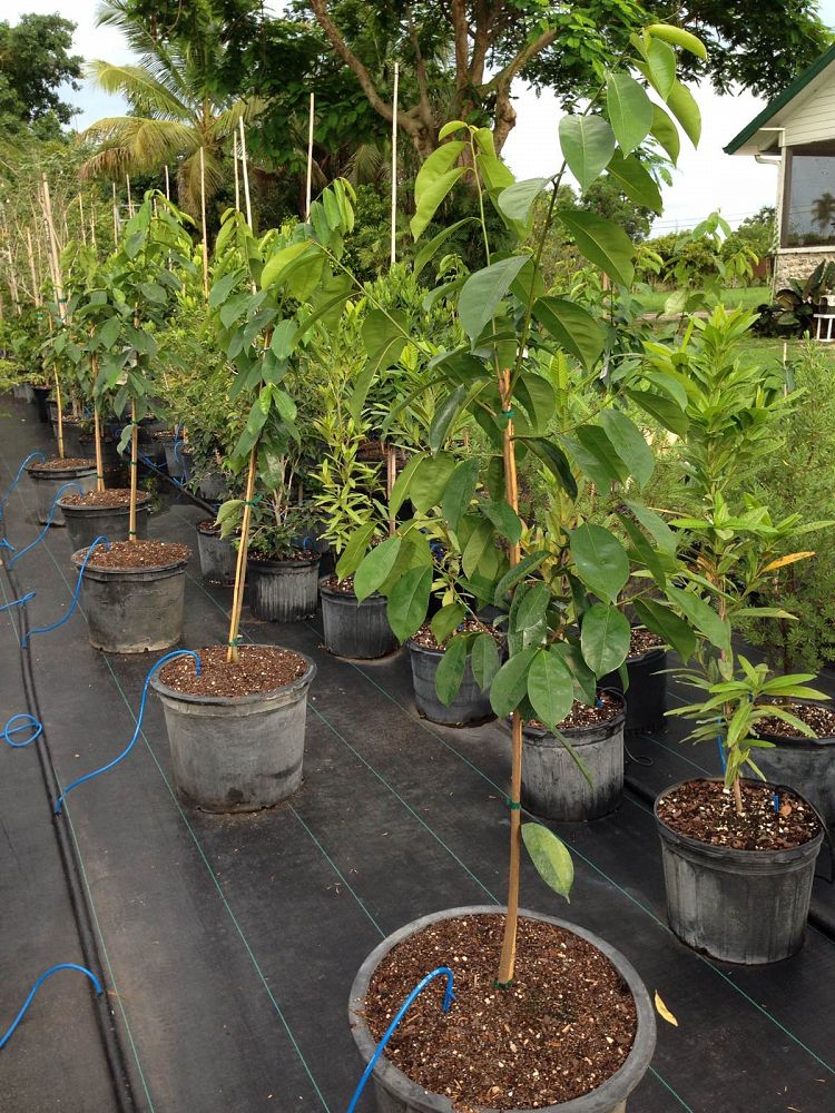 Annona muricata, Soursop, Guanabana | PlantVine