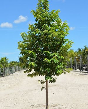 Dracaena marginata 'Colorama', Madagascar Dragon Tree | PlantVine