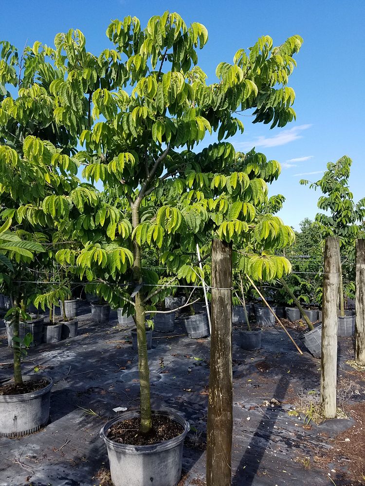 Annona squamosa, Sugar Apple | PlantVine