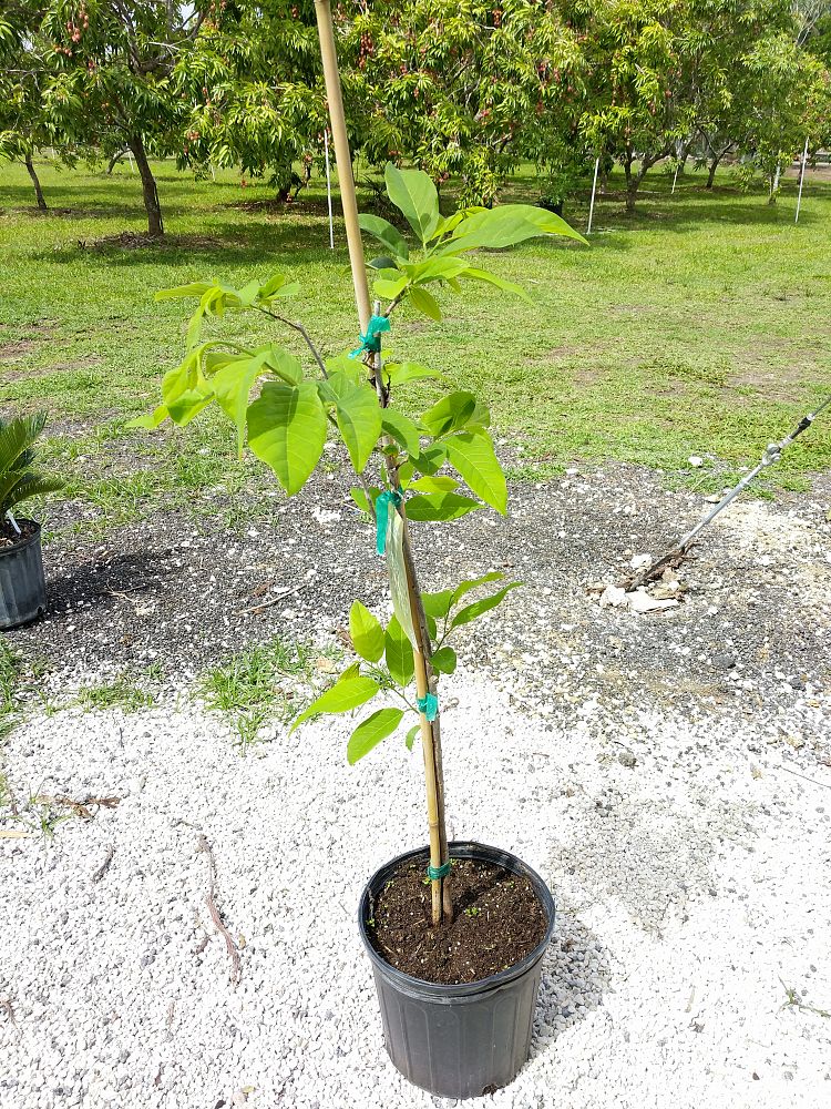 Annona squamosa, Sugar Apple | PlantVine