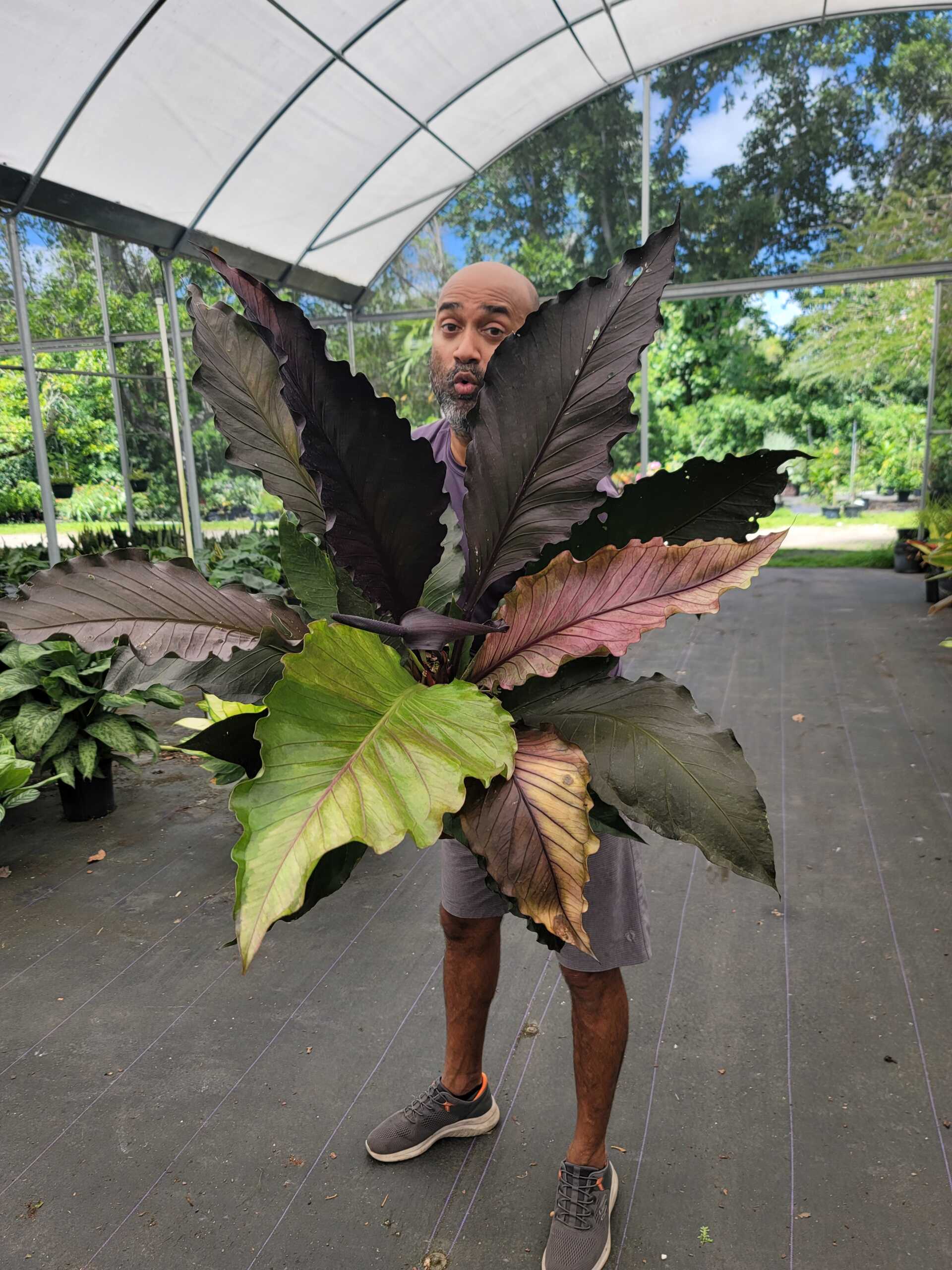 Variegated Big Red Bird Anthurium | PlantVine