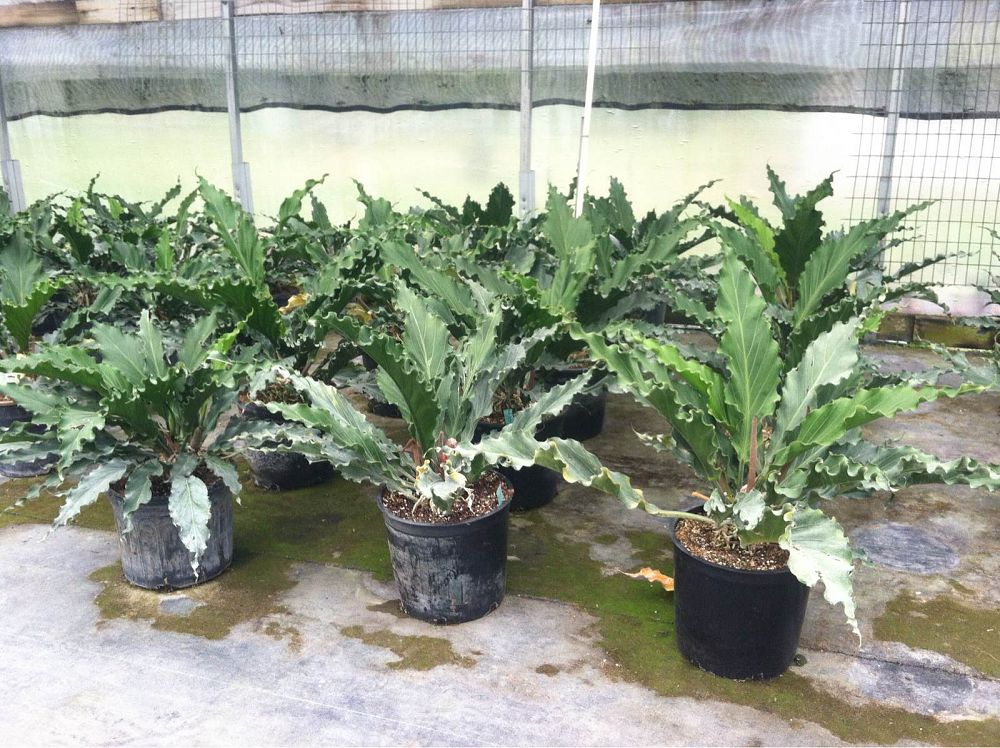 Anthurium plowmanii 'Fruffles' | PlantVine