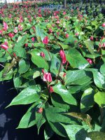 Anthurium plowmanii 'Fruffles' | PlantVine