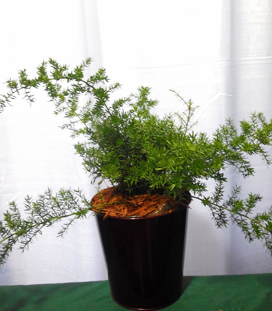 Asparagus Densiflorus Sprengeri Fern Asparagus Fern PlantVine