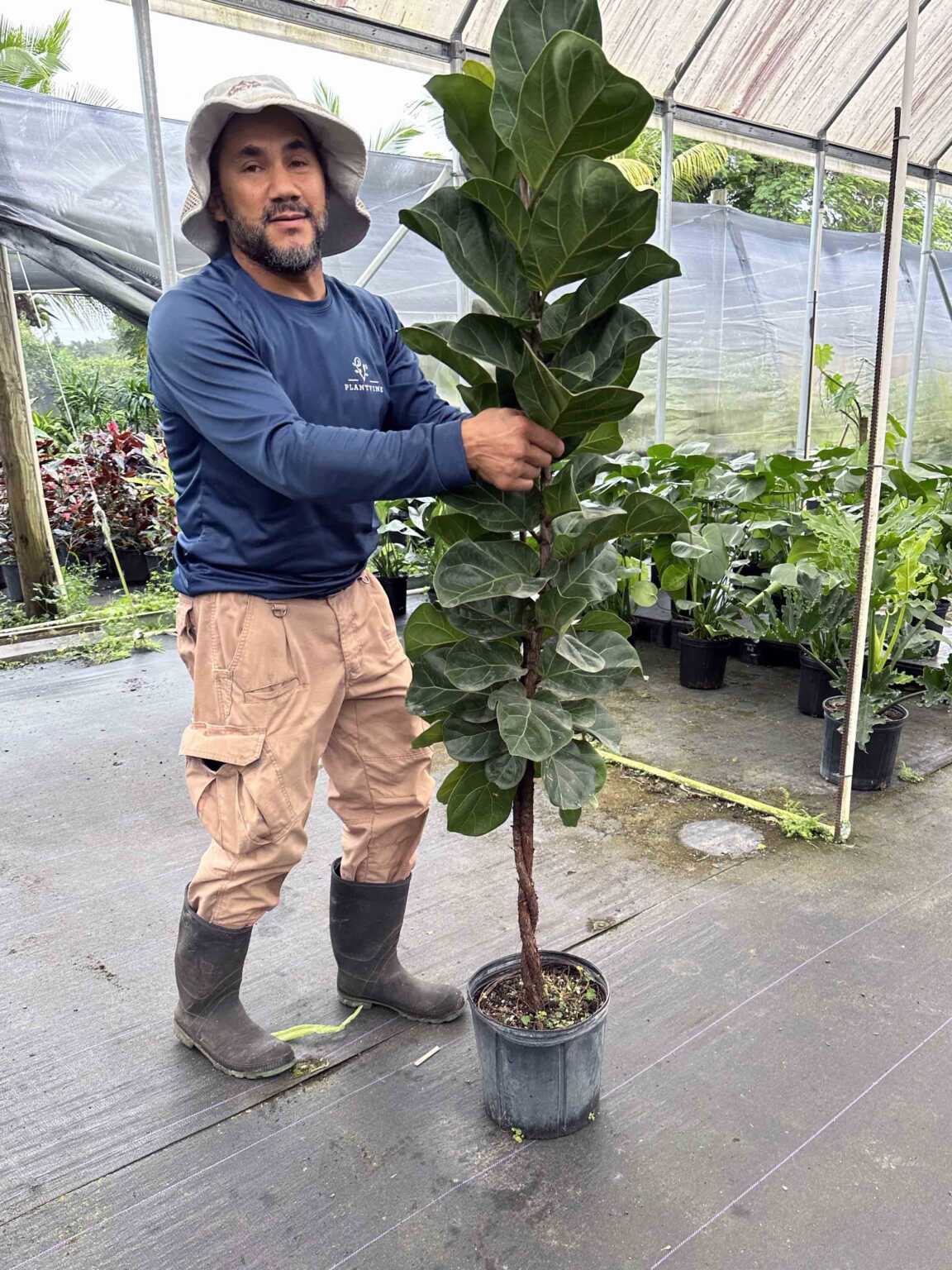 Dwarf Fiddle Leaf Fig | PlantVine