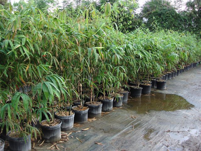 Bambusa vulgaris 'Wamin', Dwarf Buddha Belly Bamboo | PlantVine