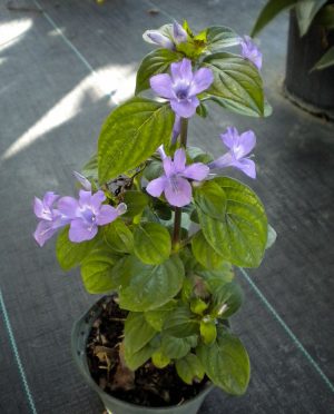 Hamelia patens 'Compacta', Firebush dwarf compact, Hummingbird Bush ...
