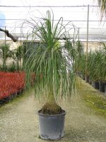 Beaucarnea recurvata, Pony Tail Palm, Nolina Recurvata | PlantVine