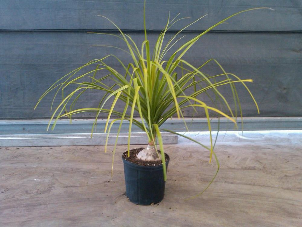 Beaucarnea recurvata, Pony Tail Palm, Nolina Recurvata | PlantVine