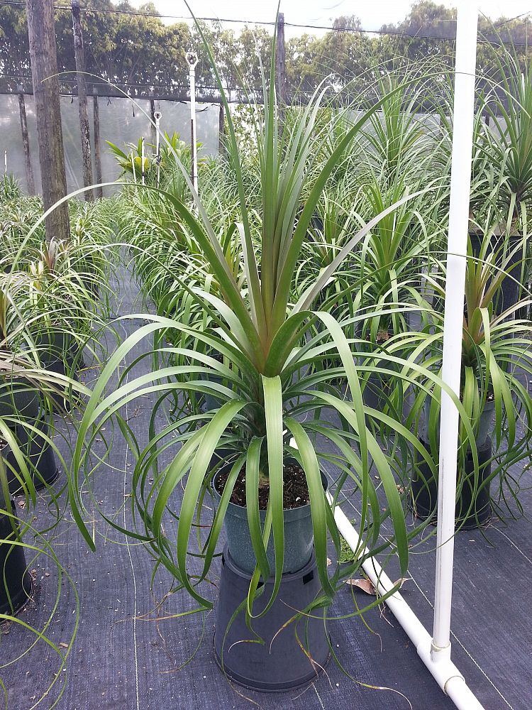 Beaucarnea recurvata, Pony Tail Palm, Nolina Recurvata | PlantVine