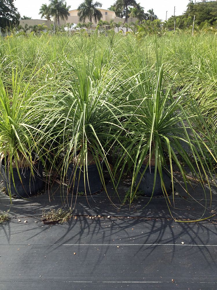 Beaucarnea recurvata, Pony Tail Palm, Nolina Recurvata | PlantVine